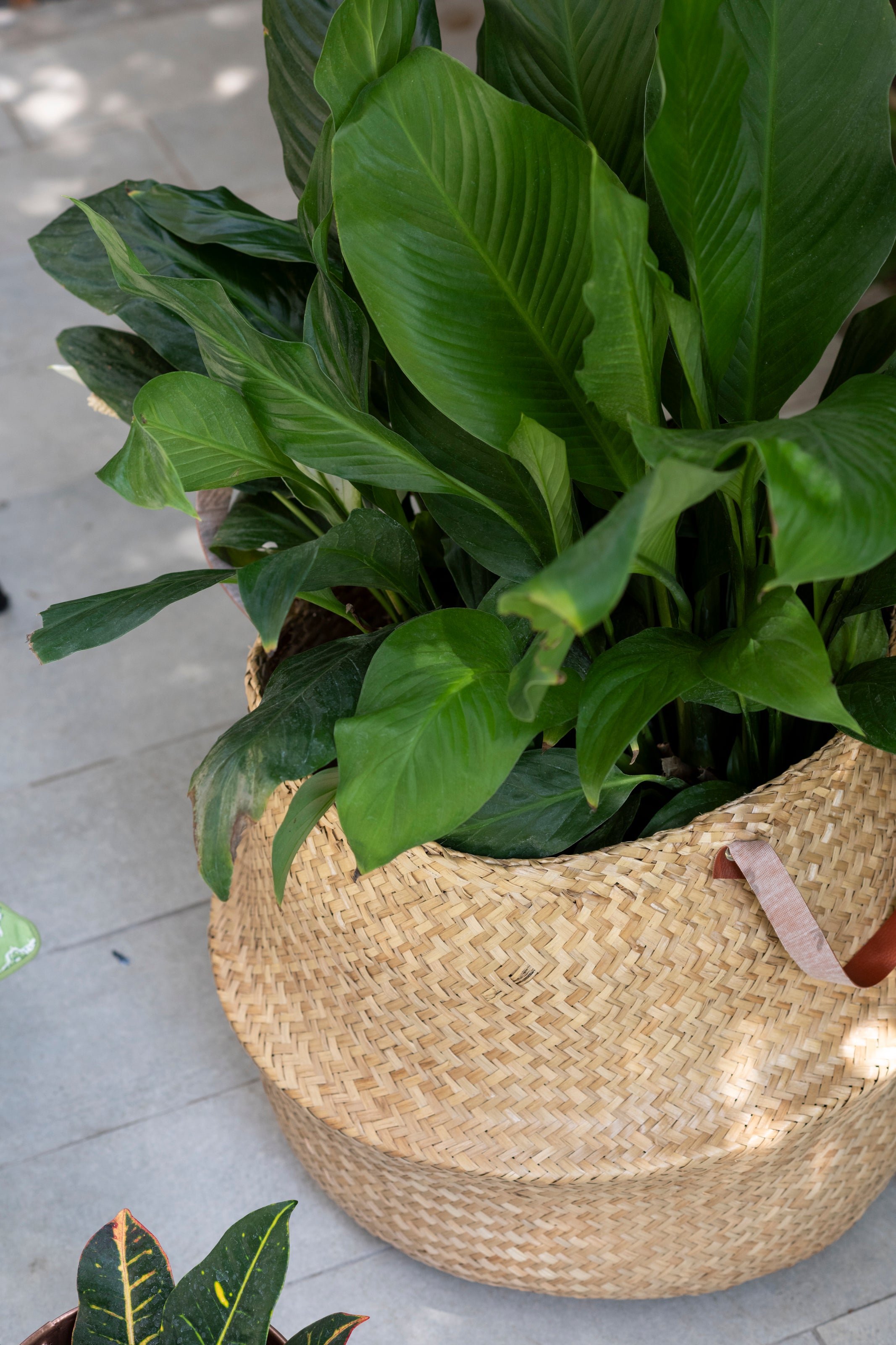 Como cuidar un Spatiphyllum o Cuna de Moises – PlantMe Chile