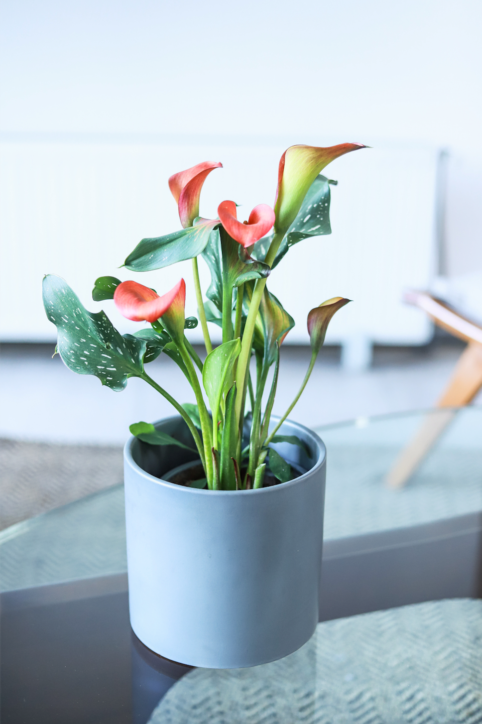 ¿Cómo conservar los bulbos de Calas y Caladium en invierno? – PlantMe Chile