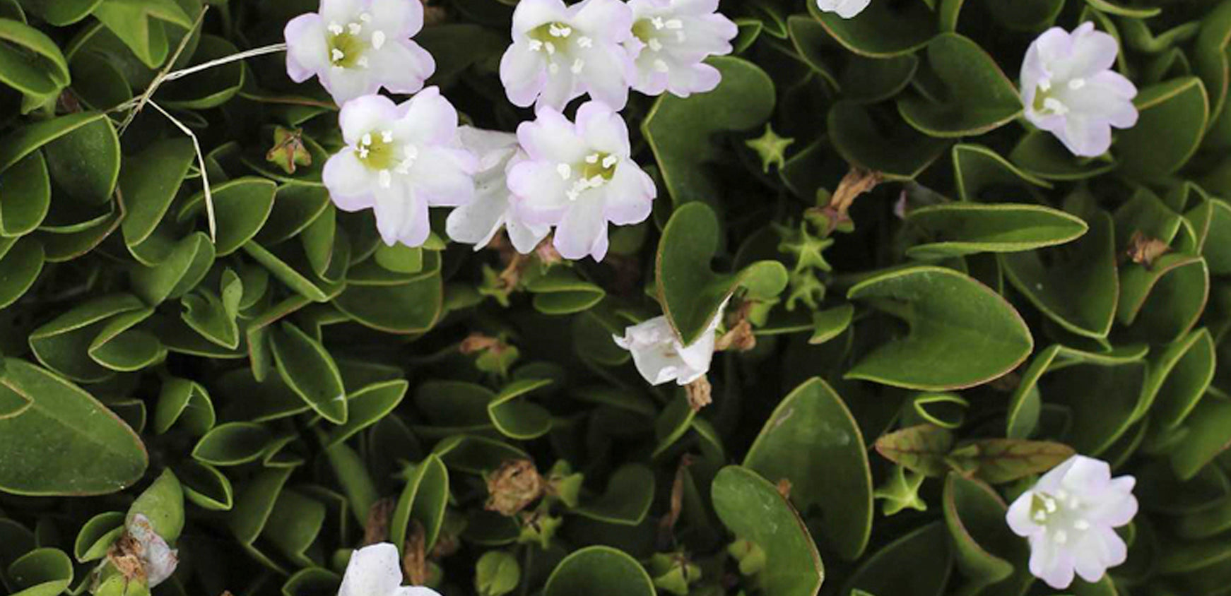 Tipos De Flores Que Cubren El Suelo