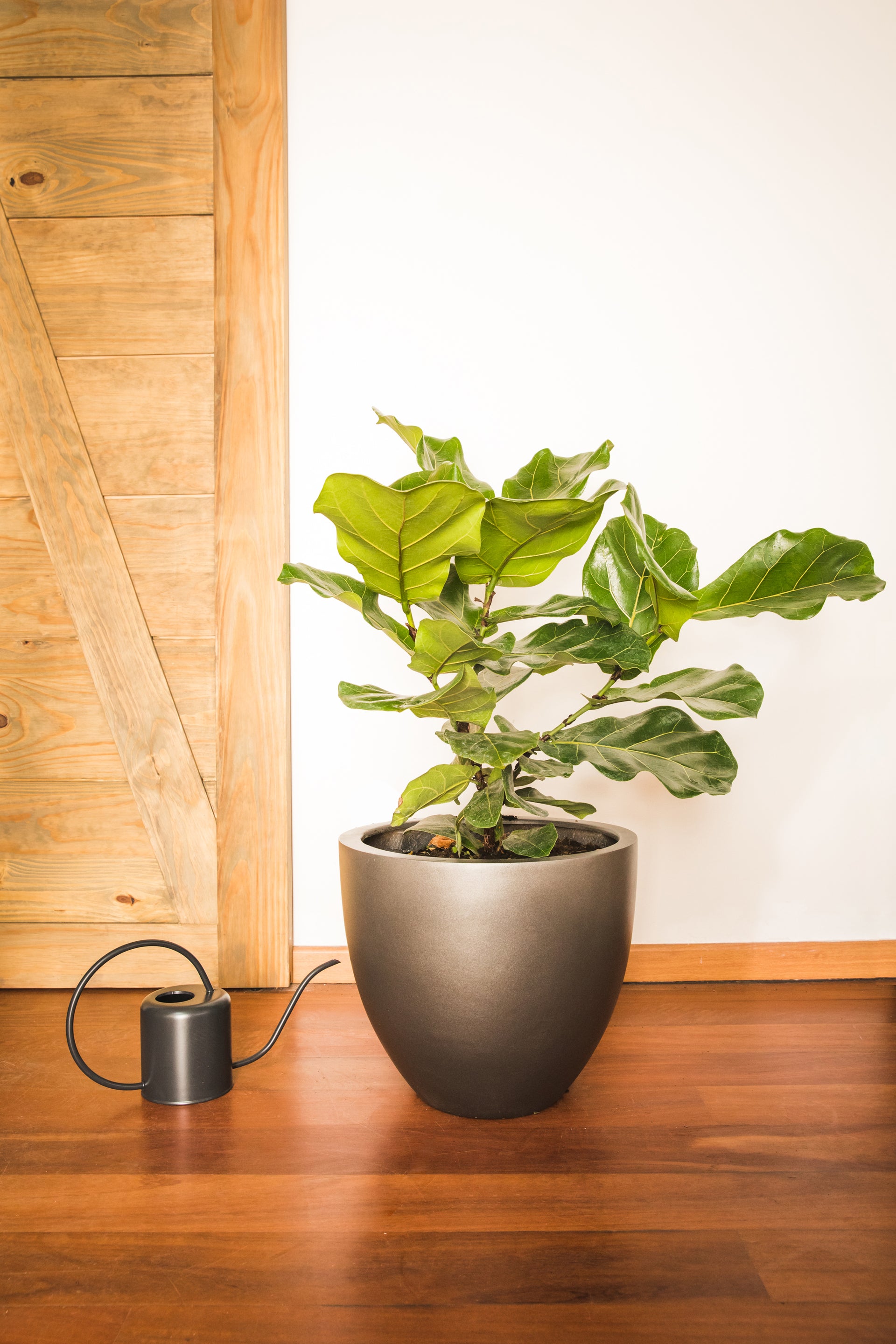 Cubresuelos: Una alternativa al pasto de bajo consumo hídrico – PlantMe ...