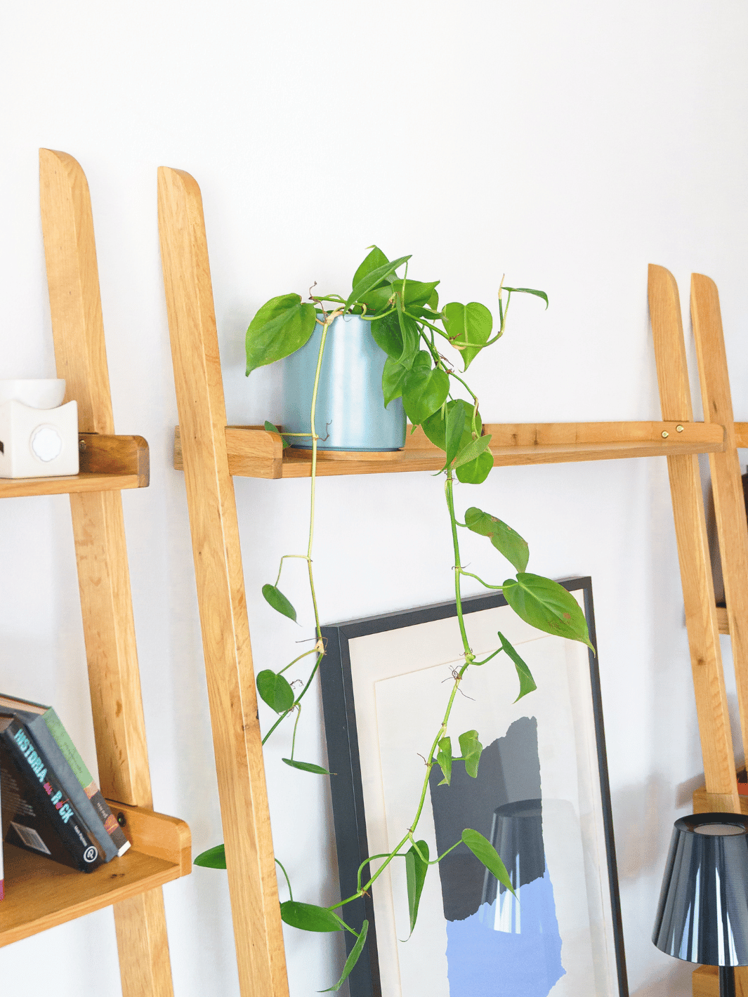 Colomba Verde XL (Philodendron Cordatum) | Planta a Domicilio | Planta ...