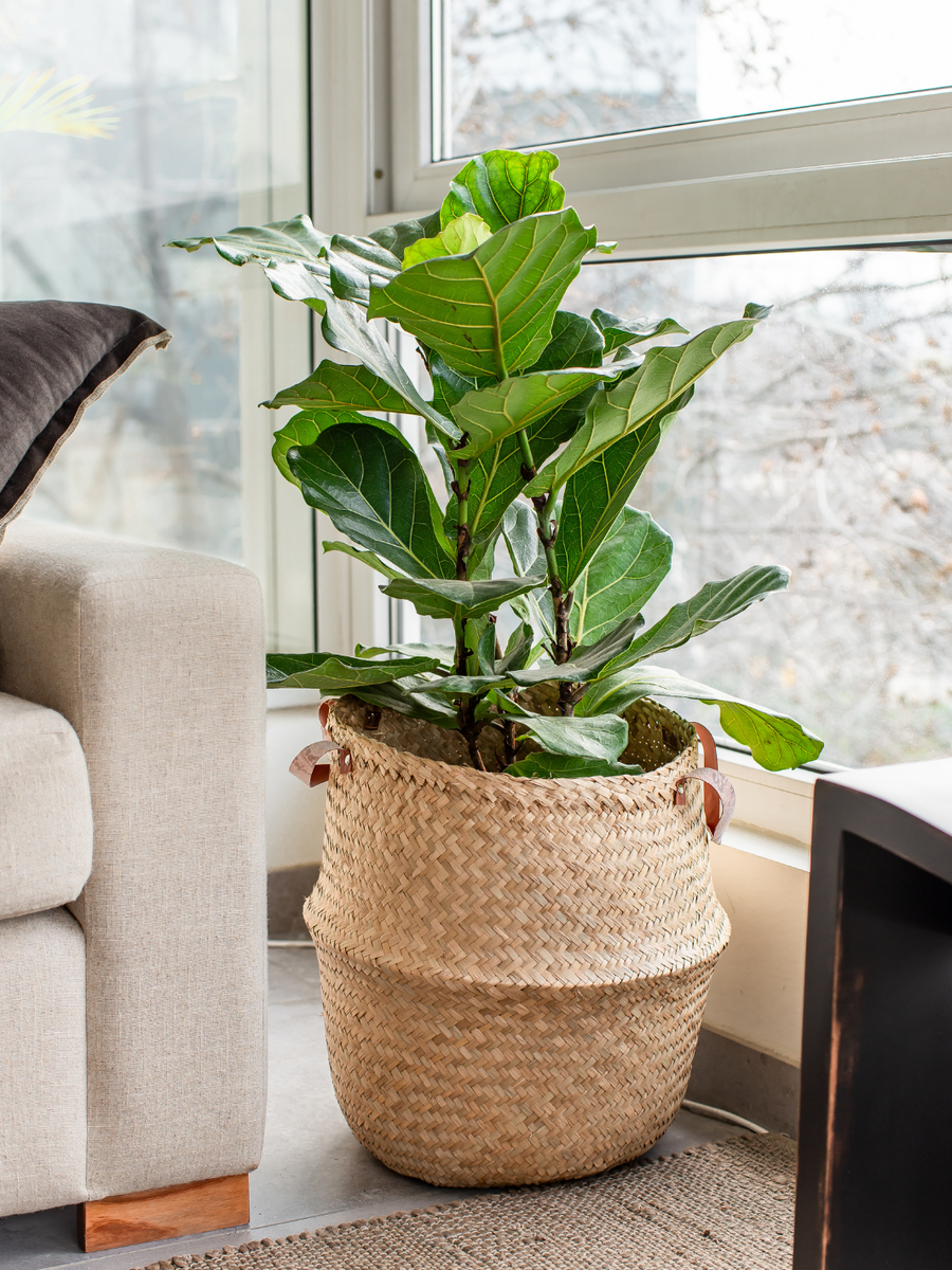 Fidel XL (Ficus Lyrata) | Plantas | Planta a Domicilio | Plantas de ...