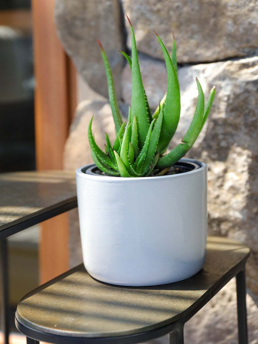 Aloe Safari Rose – PlantMe Chile