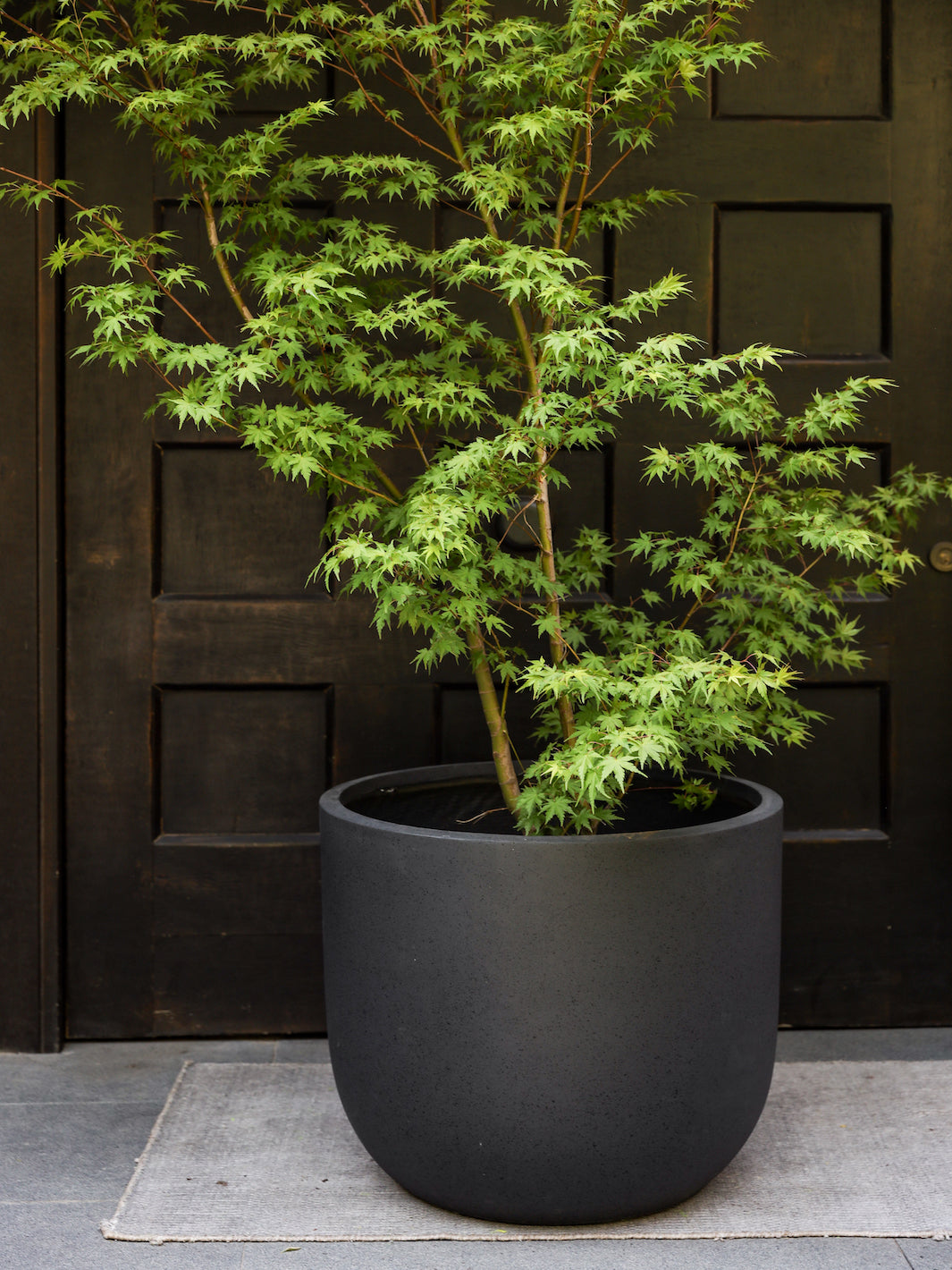 Acer Japonico | Planta a Domicilio | Planta de Exterior – PlantMe Chile