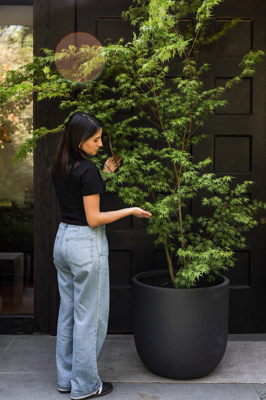 Árboles – PlantMe Chile