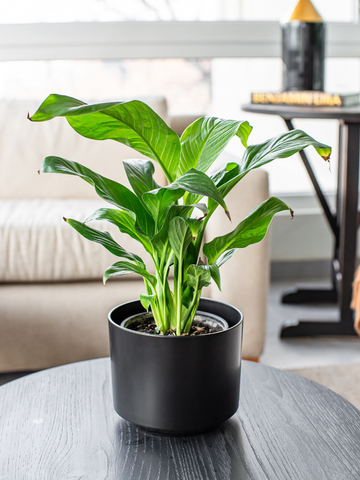 Plantas de Interior – PlantMe Chile