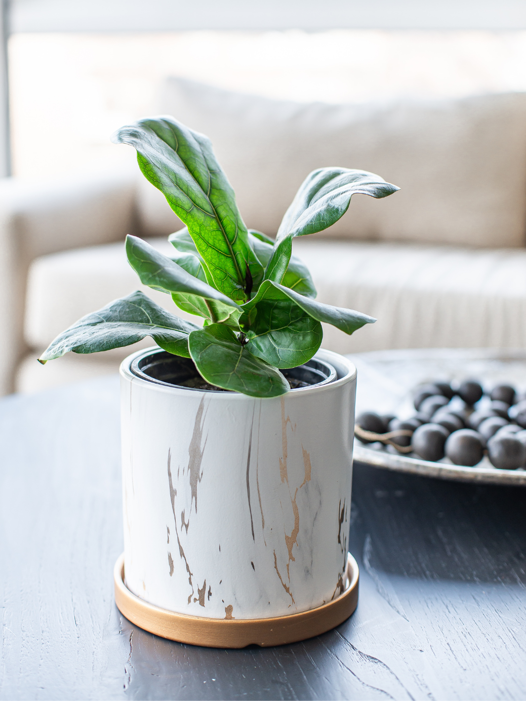 Fidel M (Ficus Lyrata) | Planta a Domicilio | Planta de Interior ...