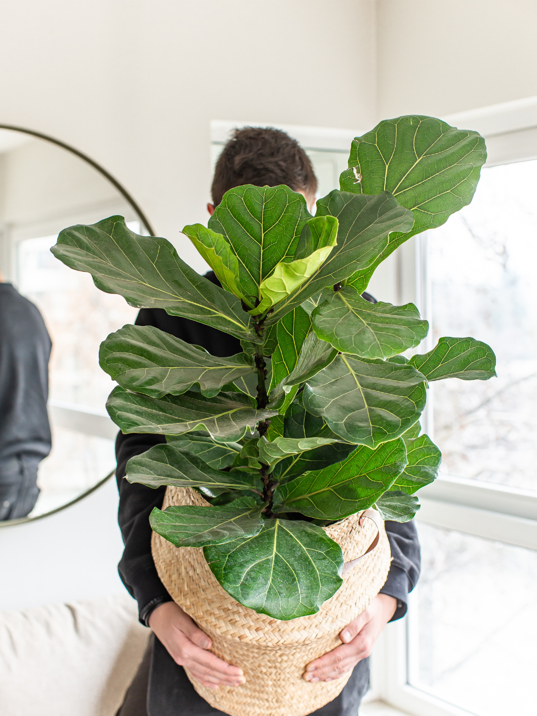 Tipos De Ficus De Interior FICUS PANDURATA – LYRATA My Garden