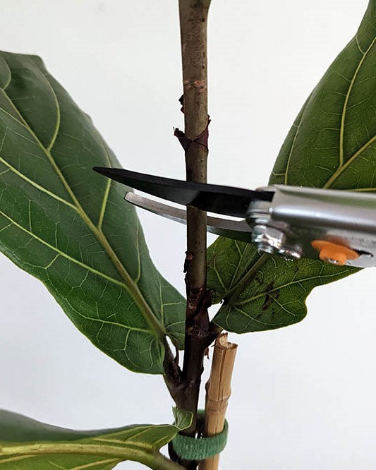 ¿Cómo podar y reproducir tu Ficus Lyrata? – PlantMe Chile