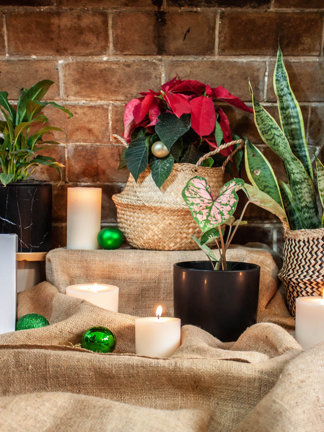 Flor del Inca | Planta a Domicilio | Planta de Interior – PlantMe Chile