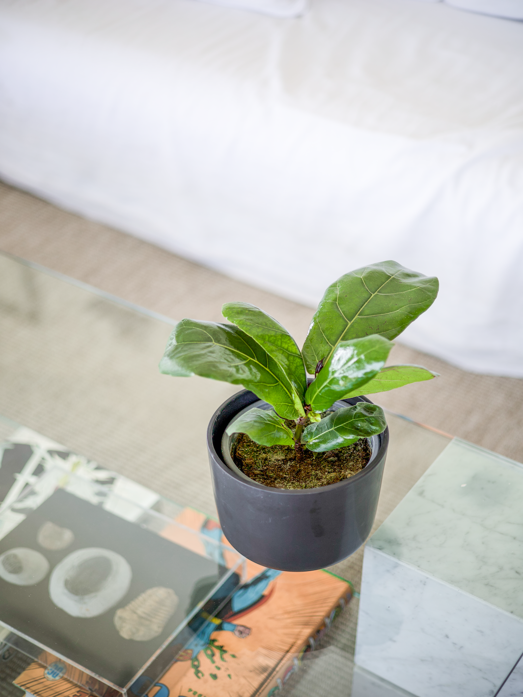 Fidel M (Ficus Lyrata) | Planta a Domicilio | Planta de Interior ...