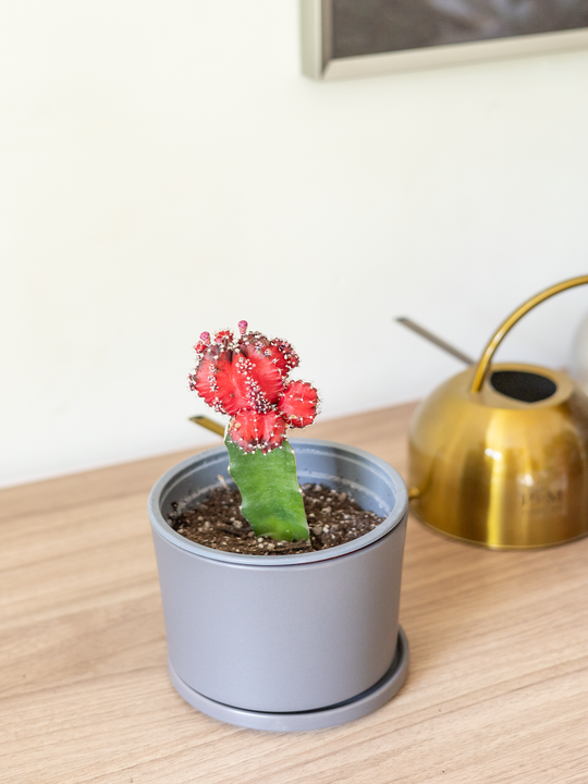 Bajo consumo hídrico – PlantMe Chile