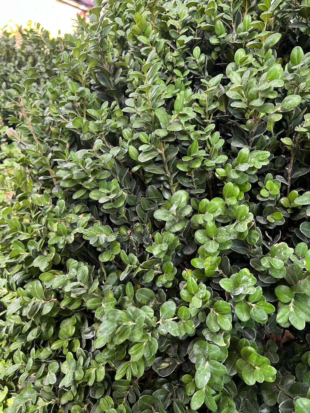 Boj Bola Hojas Anchas – PlantMe Chile