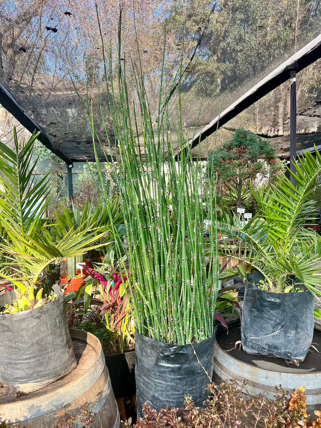 Equisetum XL (Cola de Caballo) – PlantMe Chile