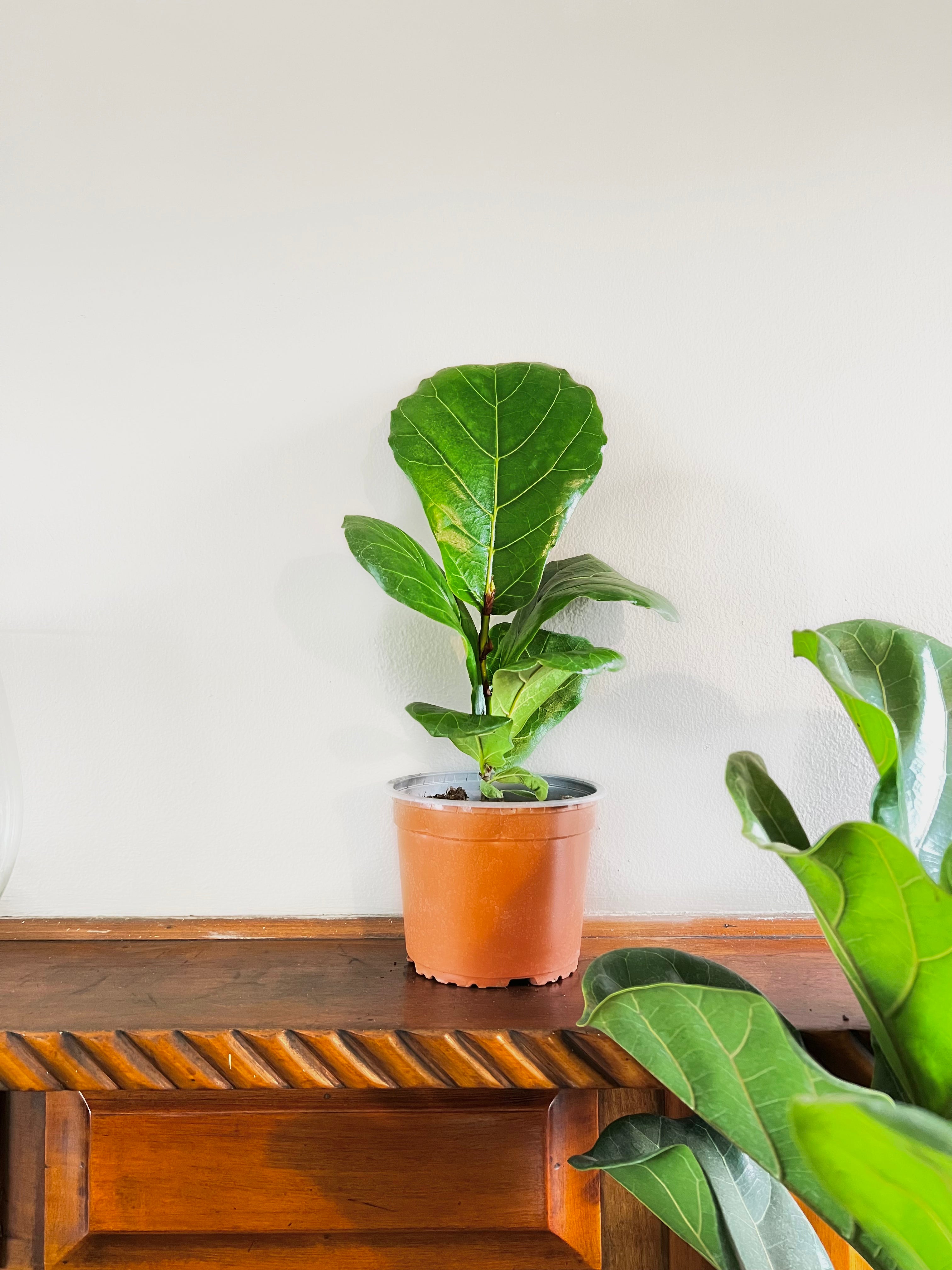 Fidel M (Ficus Lyrata) | PlantMe Chile