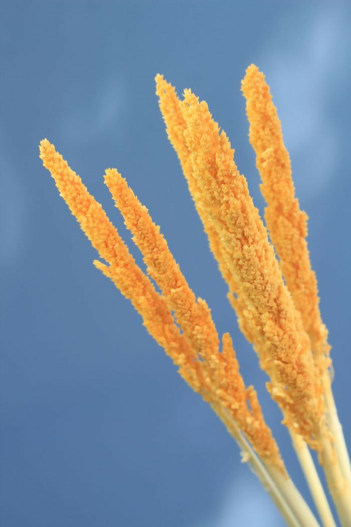 Sorgo Naranjo Pastel Seco – PlantMe Chile