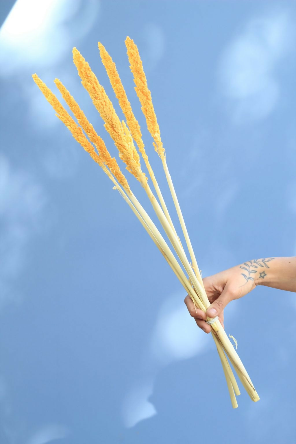 Sorgo Naranjo Pastel Seco – PlantMe Chile