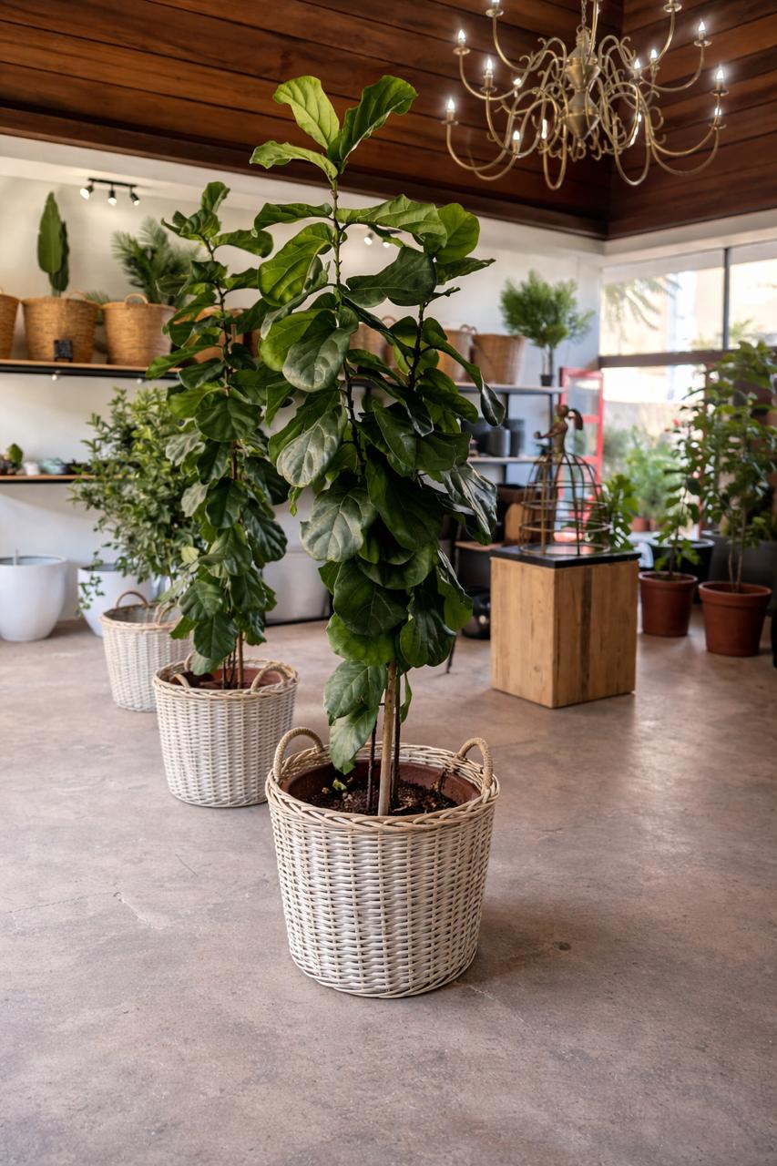 Fidel XXL (Ficus Lyrata) | Plantas | Planta a Domicilio | Plantas de ...