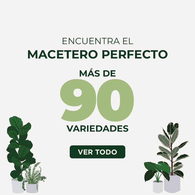 Plantas de interior y exterior a domicilio, maceteros y más – PlantMe Chile