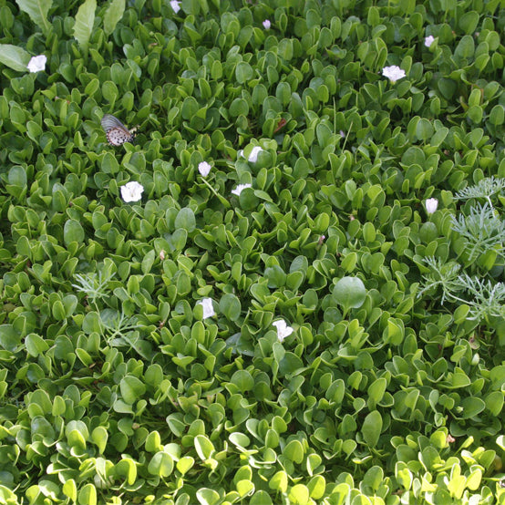 Cubresuelos: Una alternativa al pasto de bajo consumo hídrico – PlantMe ...