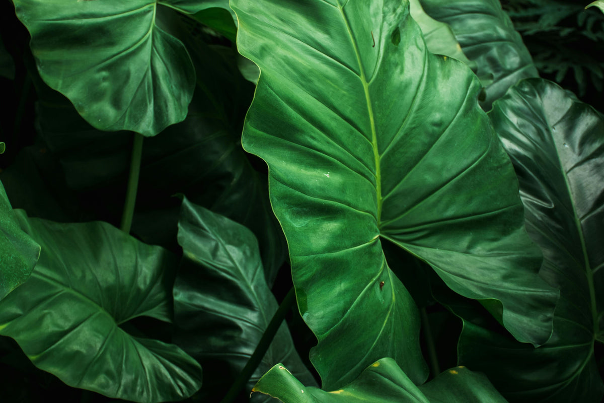 ¿Hojas amarillas en mi manto de Eva? ¿Bichos blancos? Acá tu solución ...