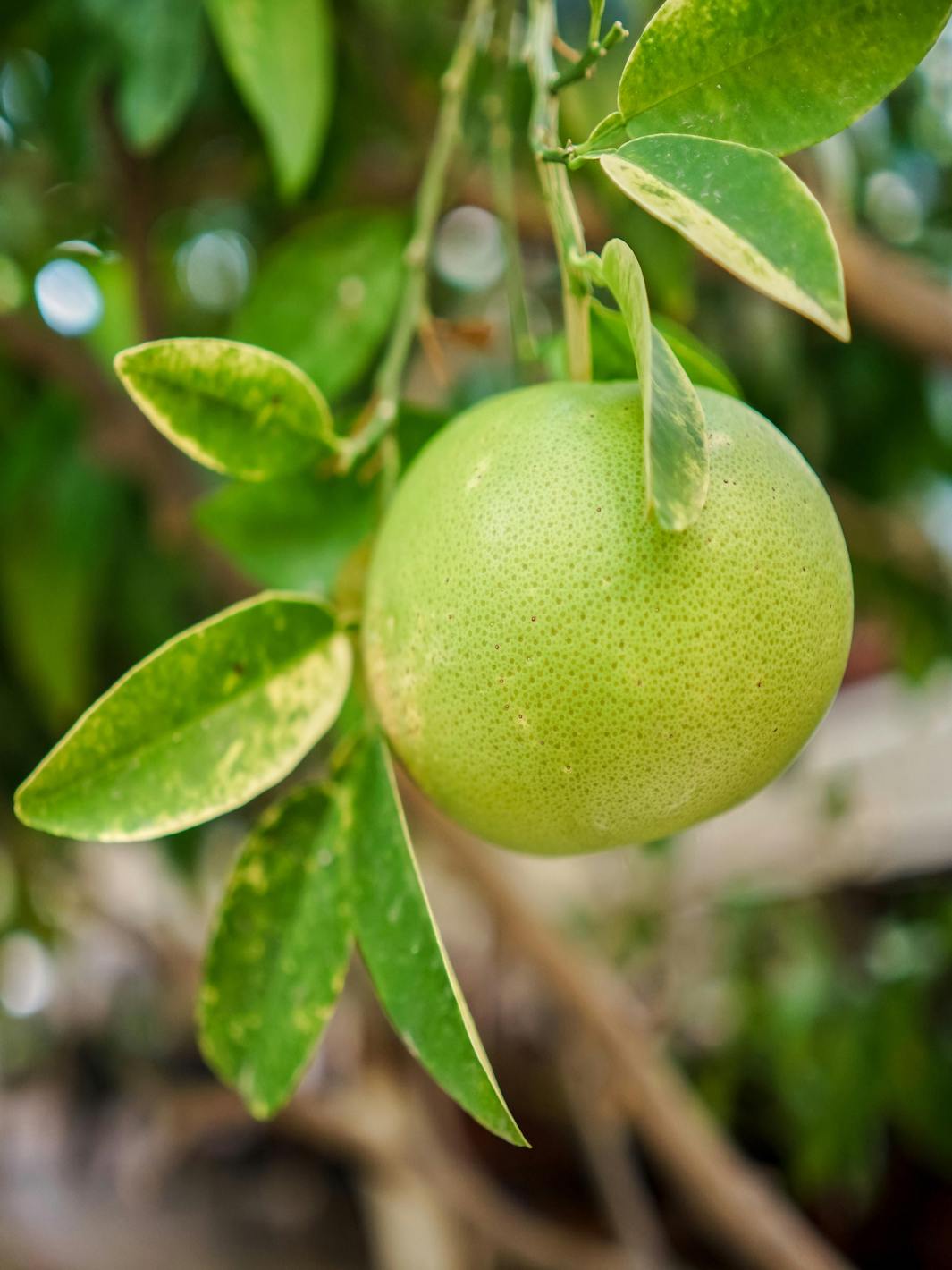 Pomelo Star Ruby – PlantMe Chile