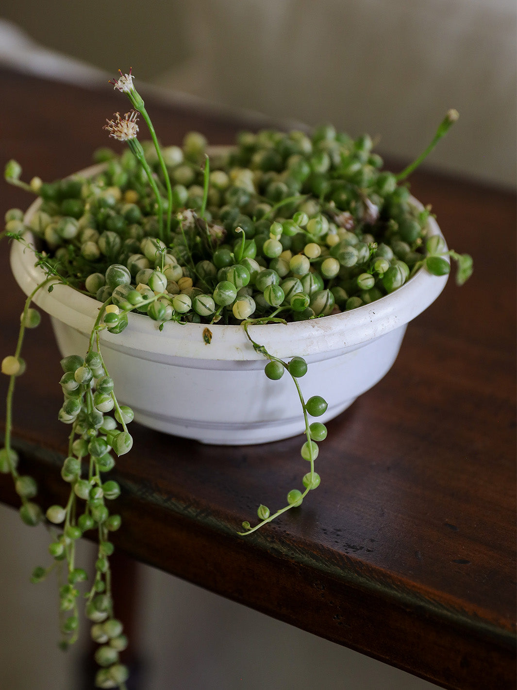 Rosario Variegado – PlantMe Chile
