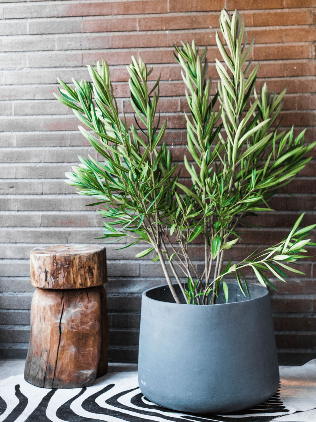 Leonel (Laurel de flor) | Planta a Domicilio | Planta de Exterior ...