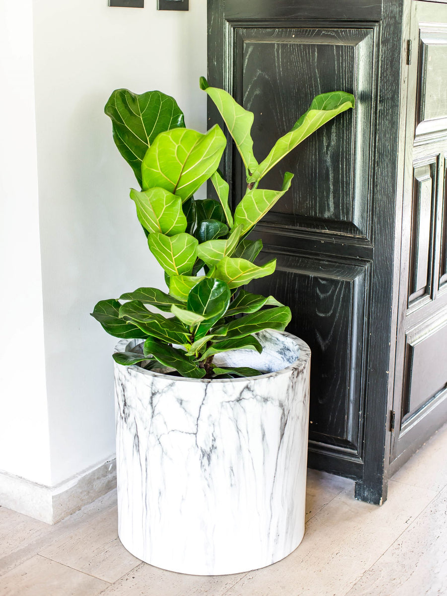 Fidel XL (Ficus Lyrata) | Plantas | Planta a Domicilio | Plantas de ...