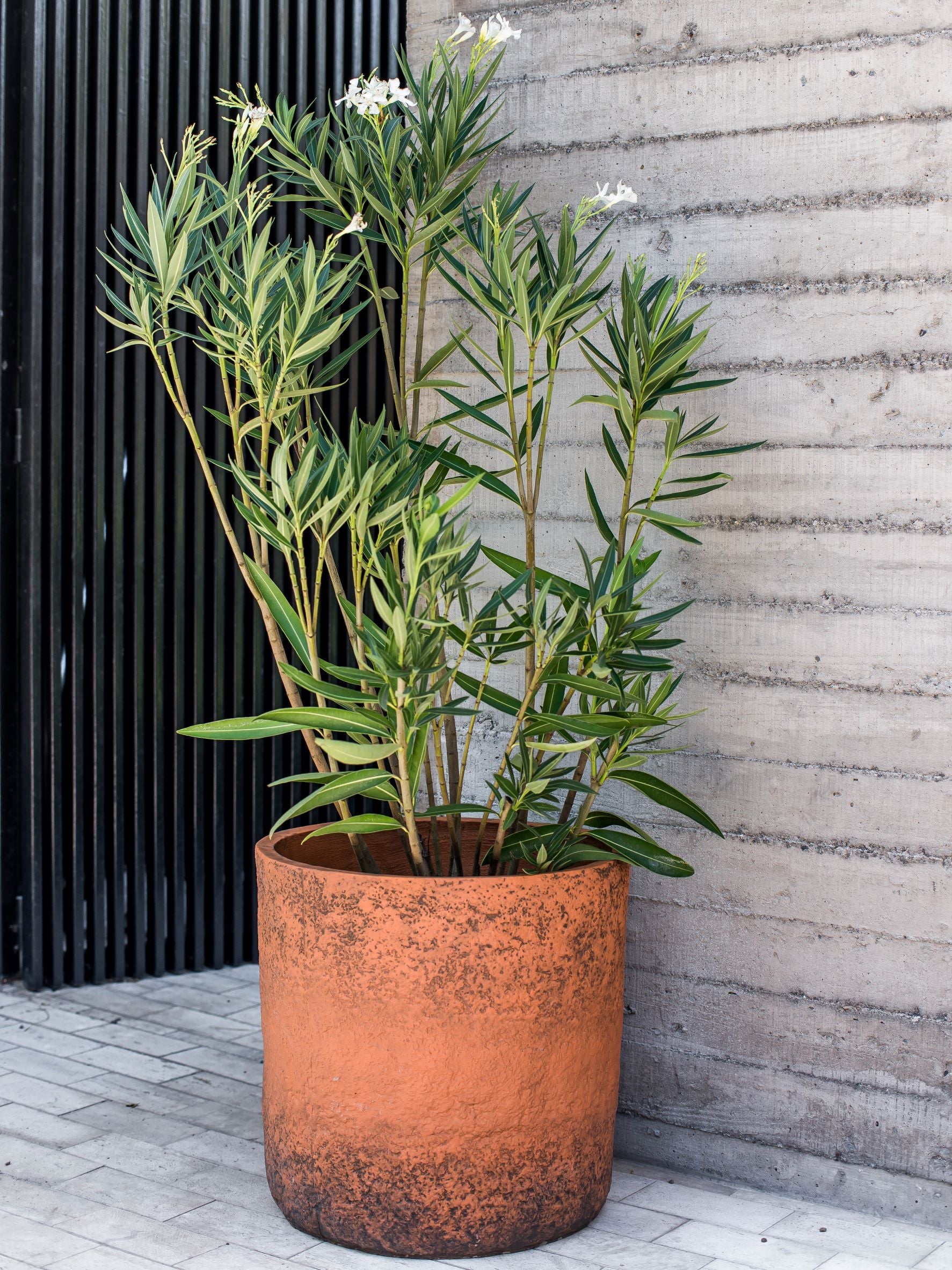Leonel (Laurel de flor) | Planta a Domicilio | Planta de Exterior ...