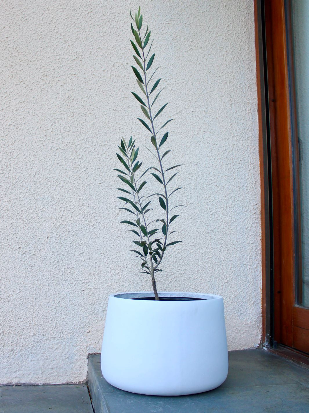 Oliver L | Olivo | Planta a Domicilio | Planta de Exterior | PlantMe ...