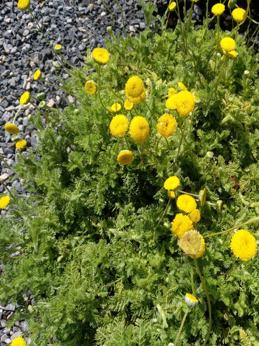 Cotula | Planta a Domicilio | Planta de Exterior | Cubresuelos ...