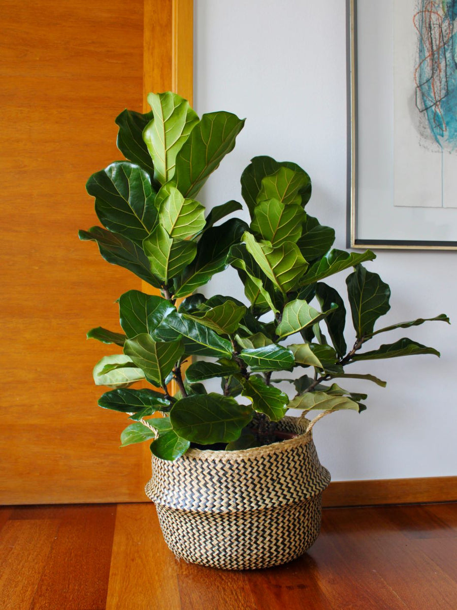 Fidel XXL (Ficus Lyrata) | Plantas | Planta a Domicilio | Plantas de ...