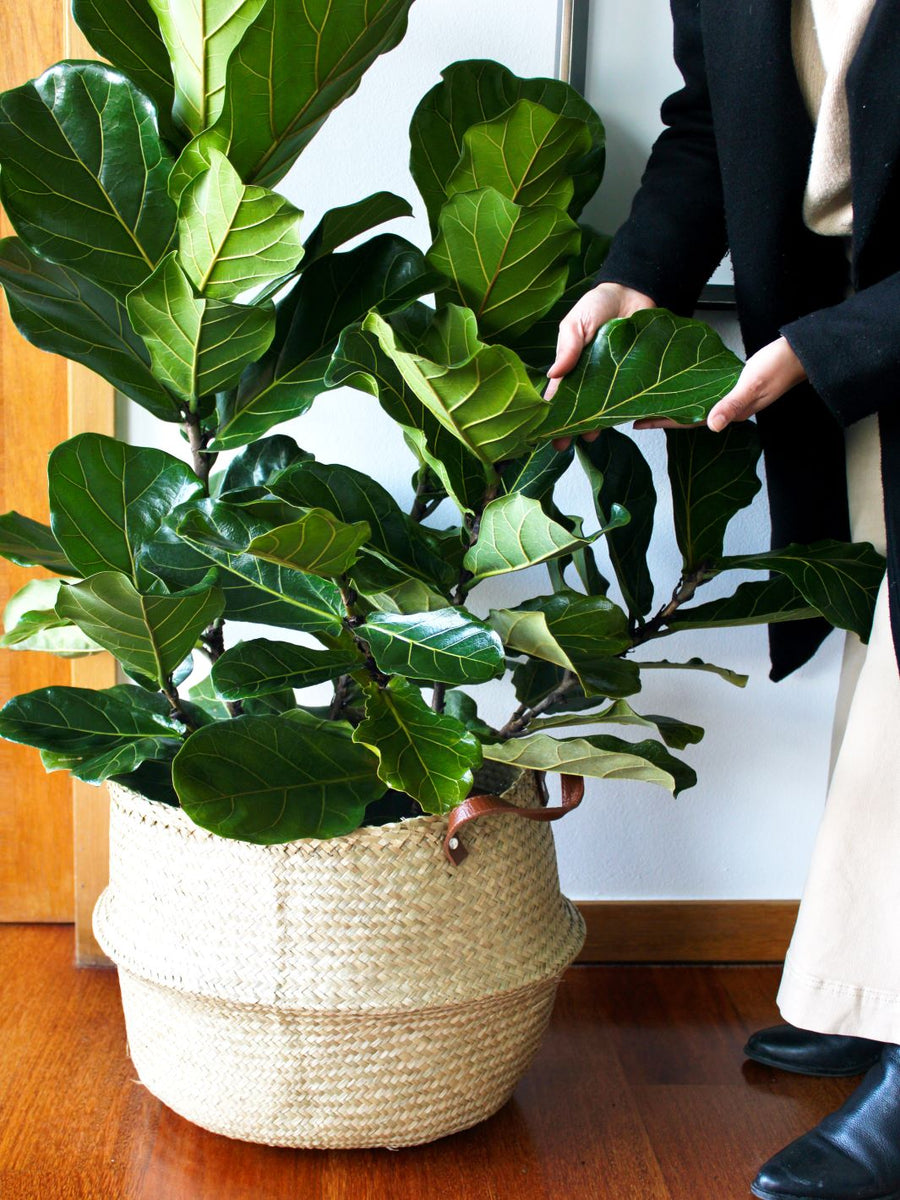 Fidel XXL (Ficus Lyrata) | Plantas | Planta a Domicilio | Plantas de ...