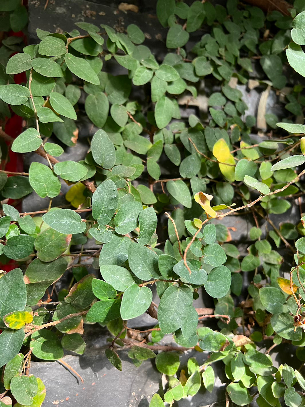 Ficus Repens | Planta a Domicilio | Planta de Interior – PlantMe Chile