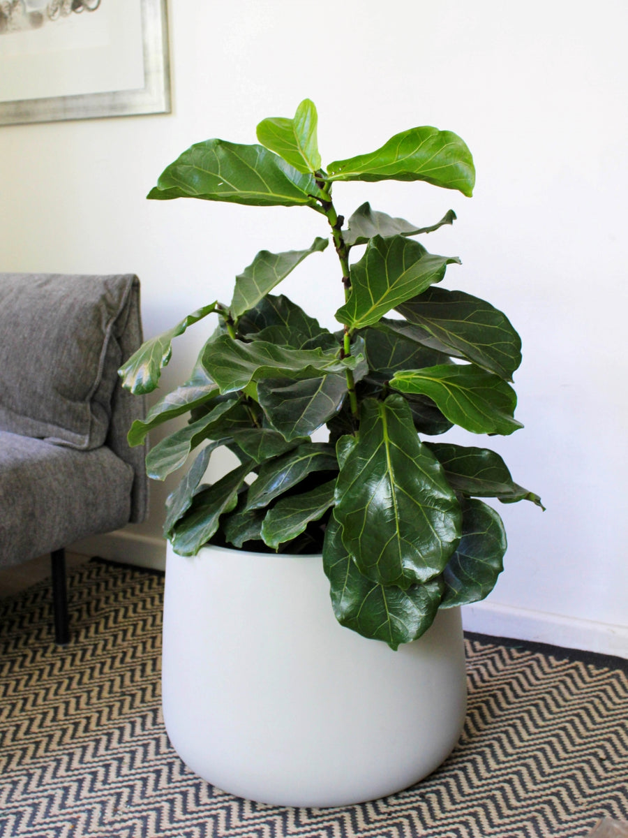 Fidel XL (Ficus Lyrata) | Plantas | Planta a Domicilio | Plantas de ...