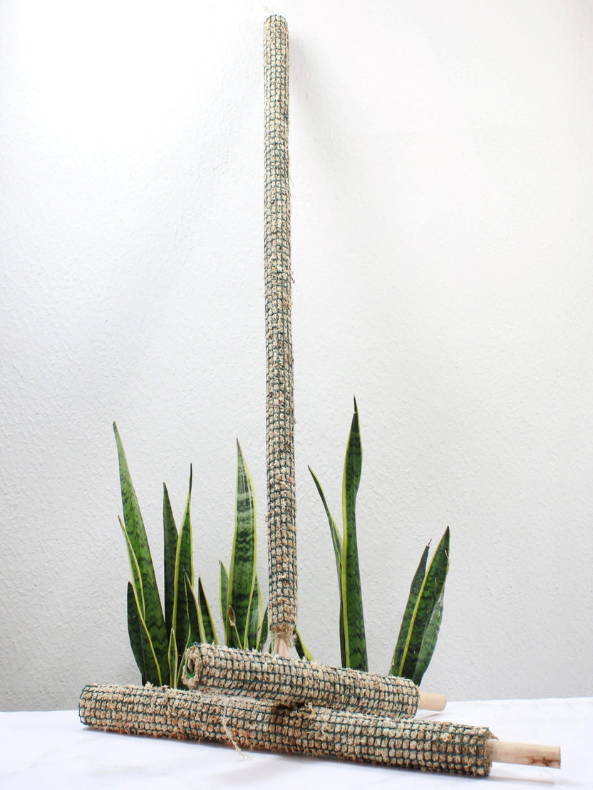 Cubresuelos: Una alternativa al pasto de bajo consumo hídrico – PlantMe ...