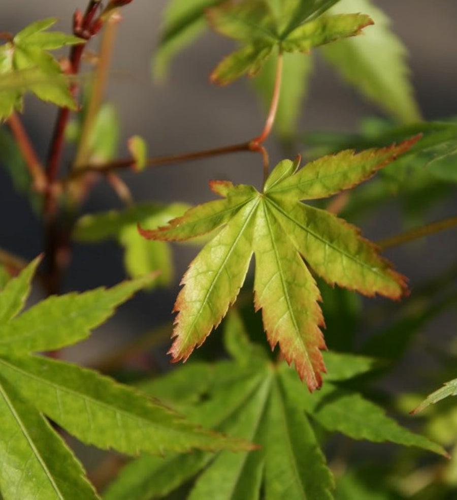 Acer Japonico | Planta a Domicilio | Planta de Exterior – PlantMe Chile