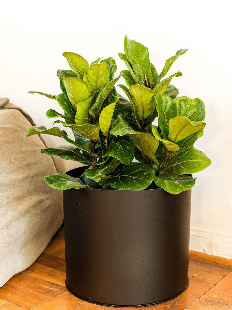 Fidel XL (Ficus Lyrata) | Plantas | Planta a Domicilio | Plantas de ...