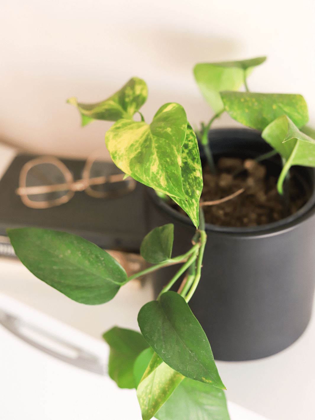 Pauli M (Pothus) | Planta a Domicilio | Planta de Interior – PlantMe Chile