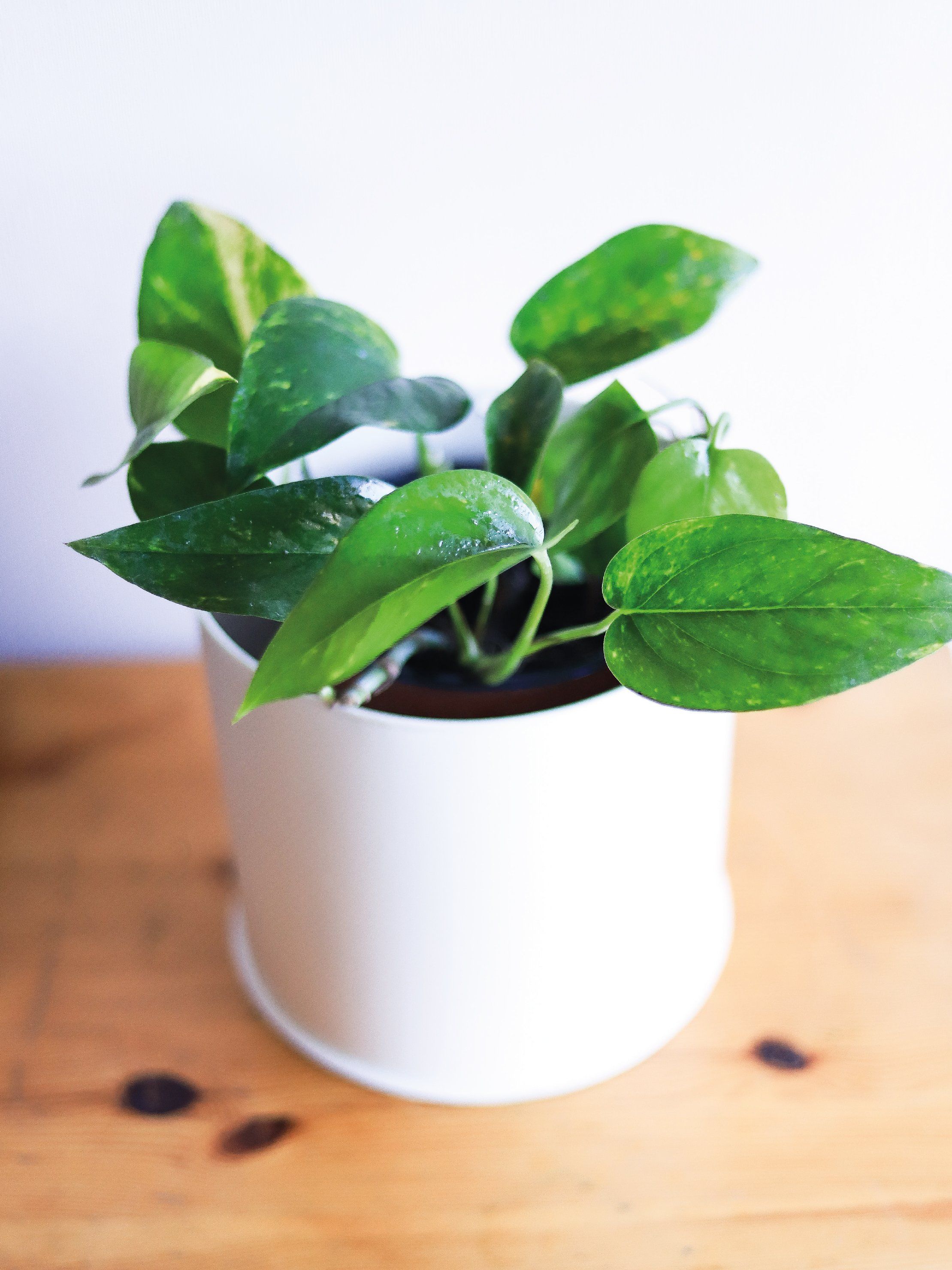 Pauli M (Pothus) | Planta a Domicilio | Planta de Interior – PlantMe Chile